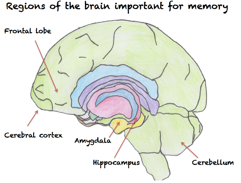 Making Memories – The Emotional Learner